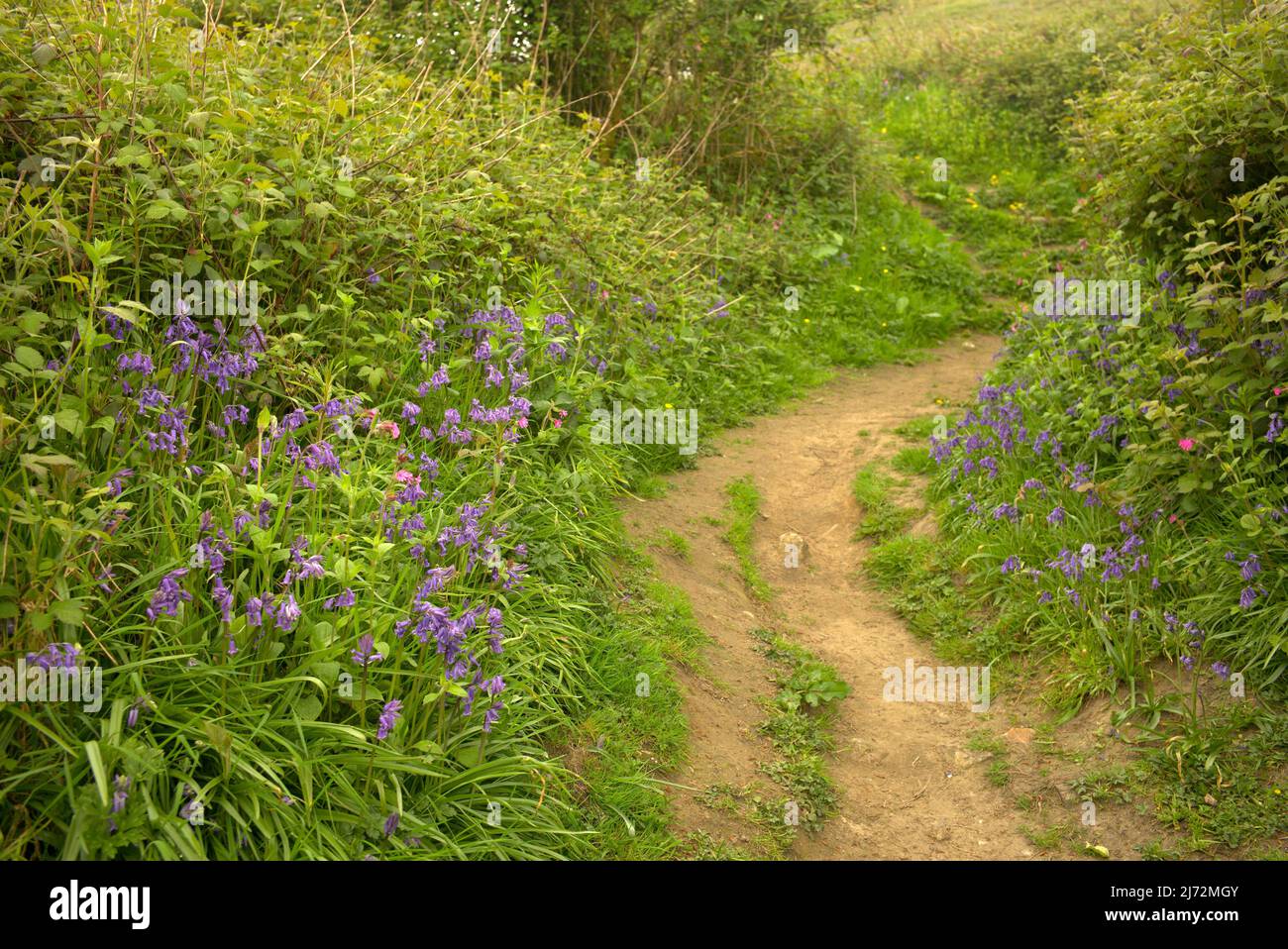 Photographs of the villlage of Luppitt and surrounding area in East ...