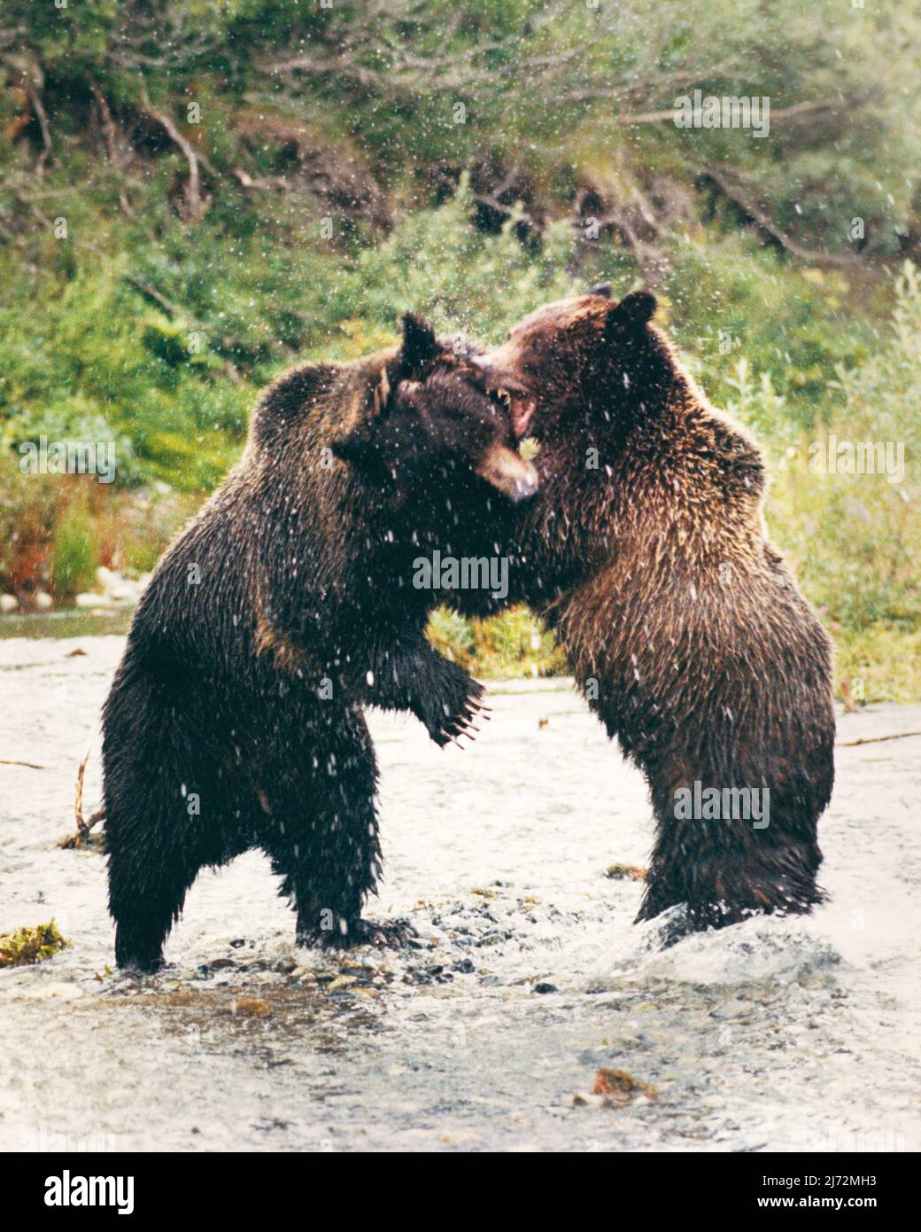 Wild Silvertip Grizzly Bears fighting in Alaska Stock Photo - Alamy