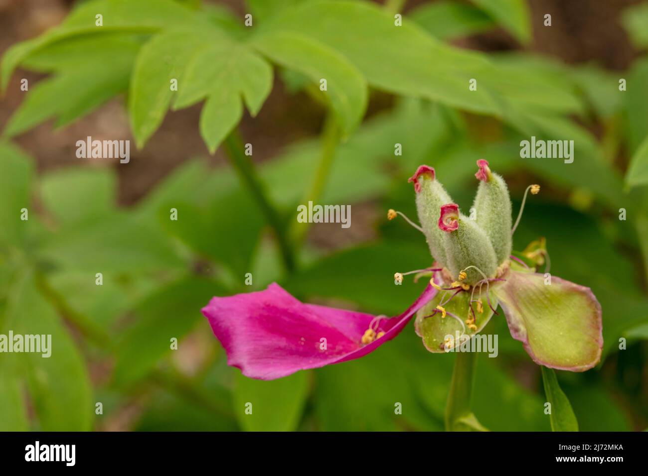 Semi-abstract and close up of Paeonia Officinalis – Microcarpa, showing ...