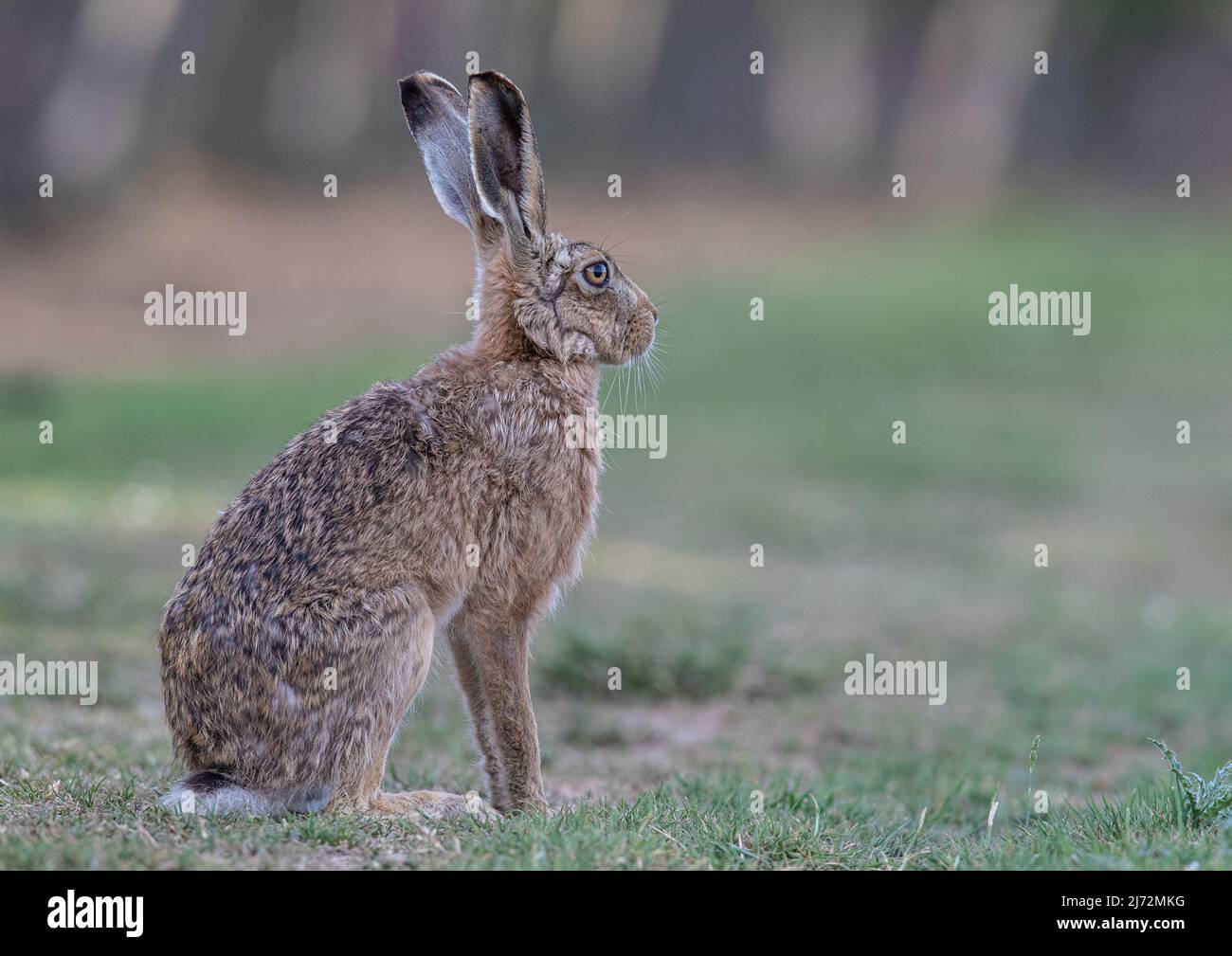 Strong legs hi-res stock photography and images - Alamy