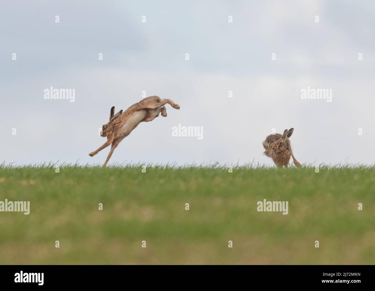 The daft antics of two Mad March Hares, in acrobatic positions, jumping ...