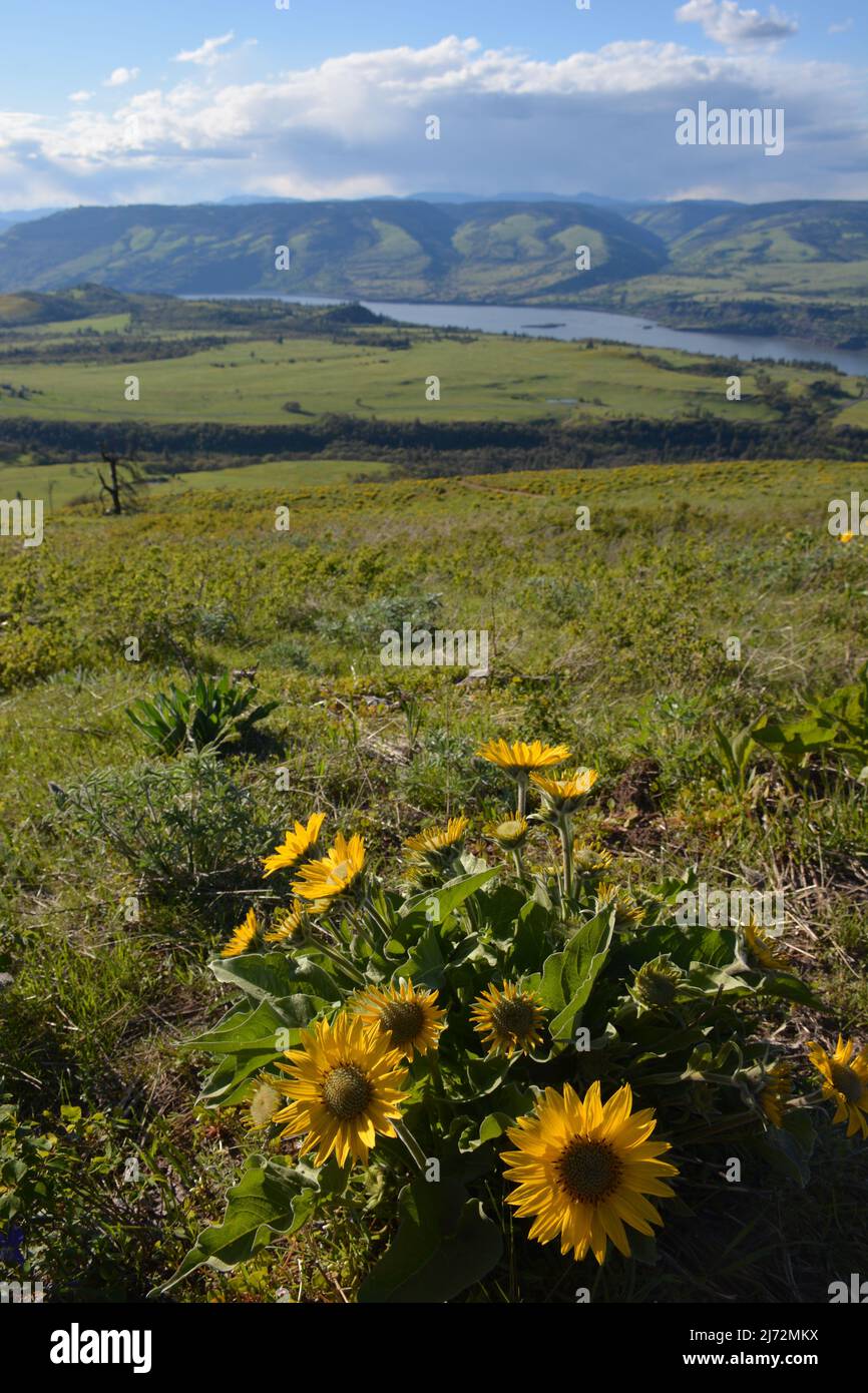 Vertical image showing wildflowers and views of the Columbia Gorge from ...