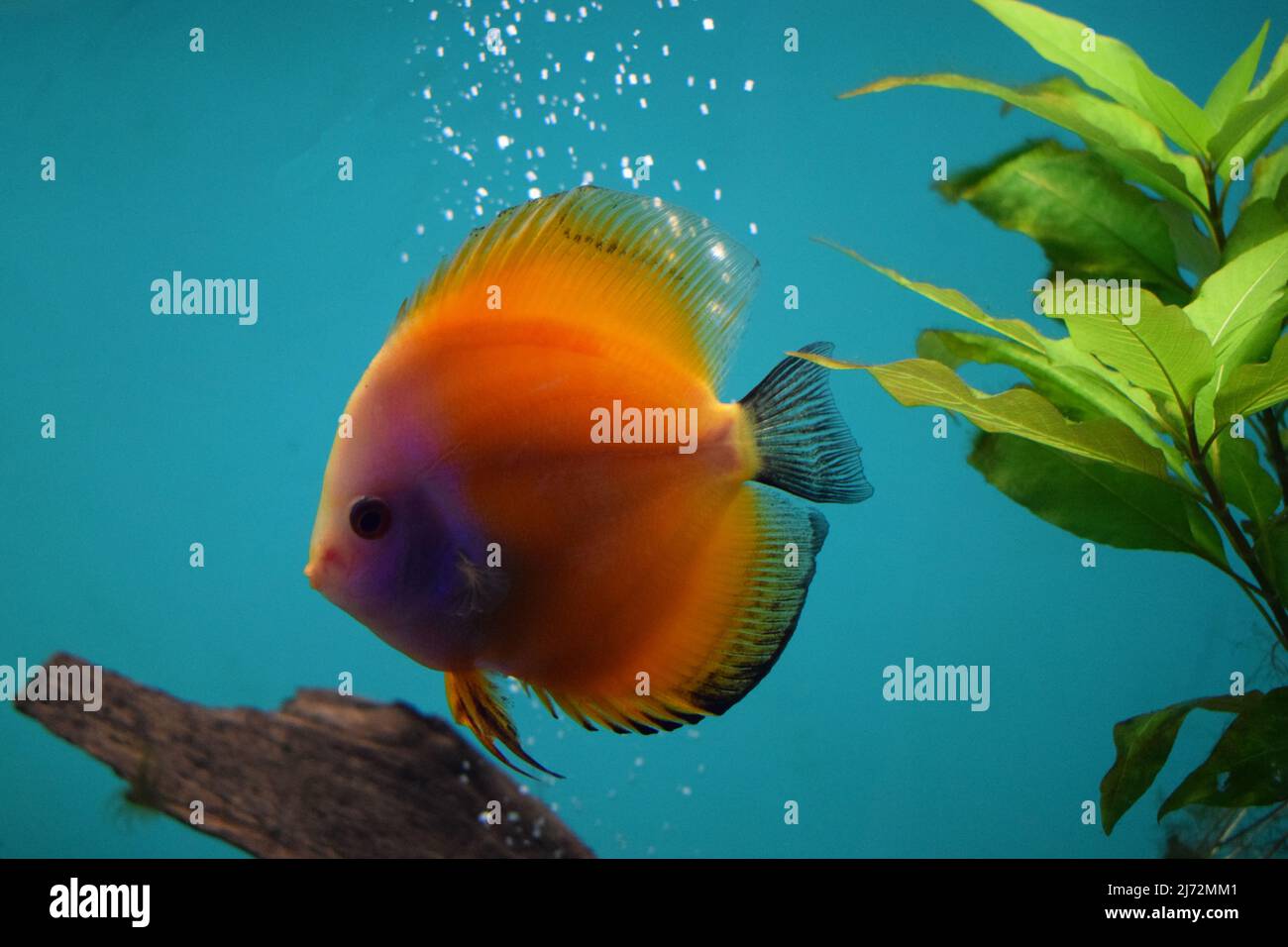 Discus fish (Pompadour), Red symphysodon discus. Symphysodon is ...