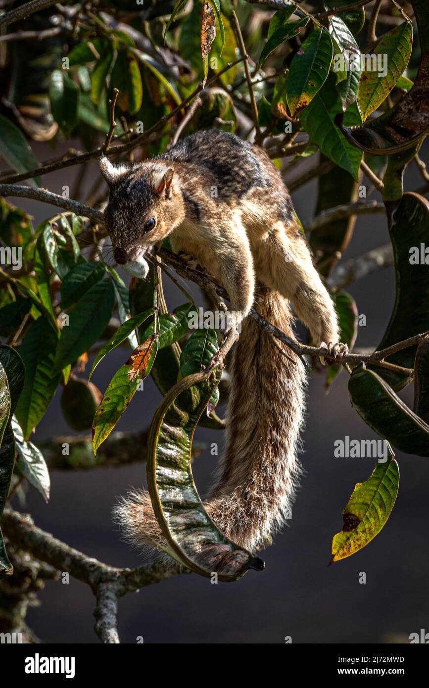 Variegated Squirrel,Sciurus variegatoides feeding on a tree in the rain ...