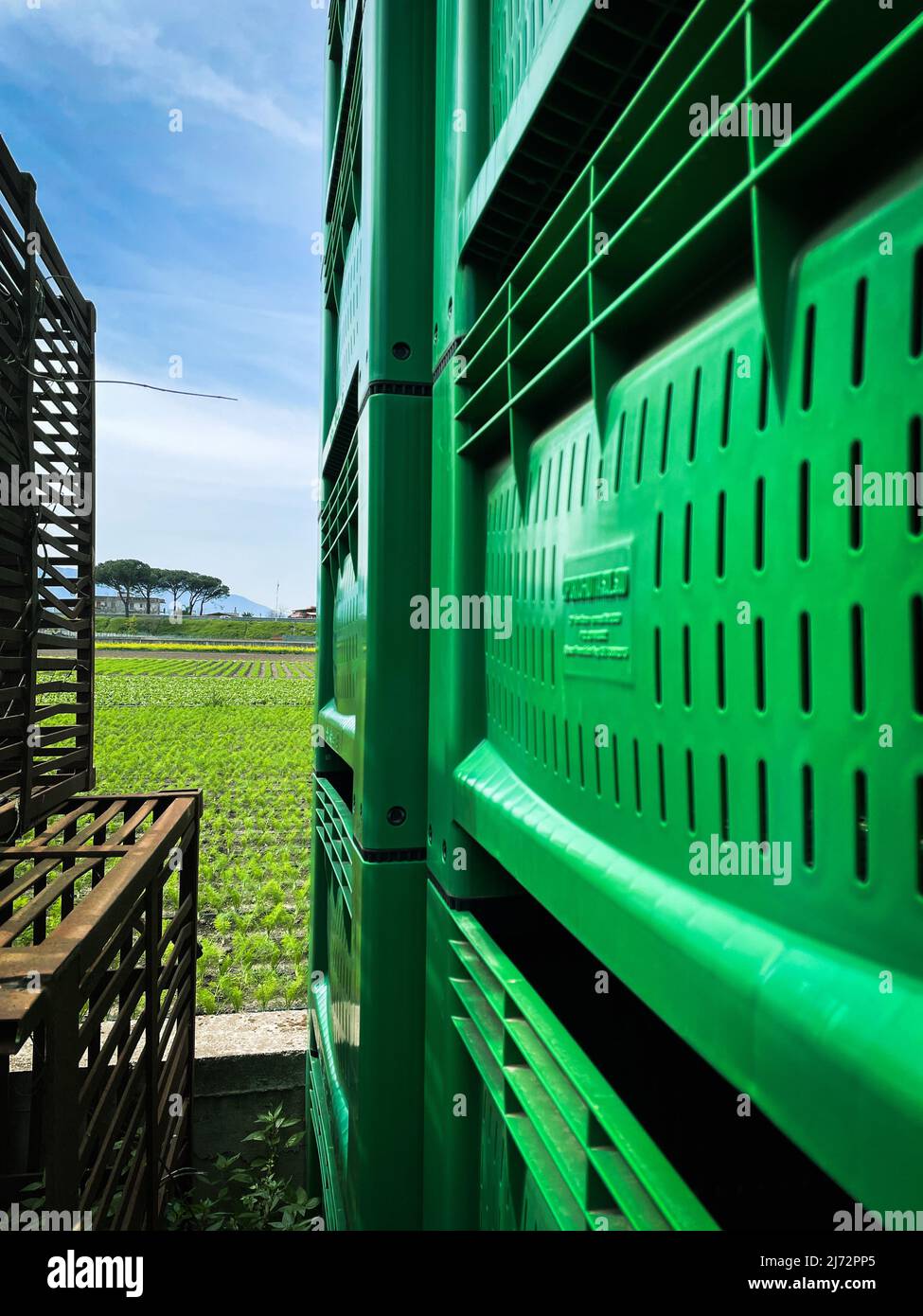 A stack of harvesting crates is in the foreground waiting for harvest ...