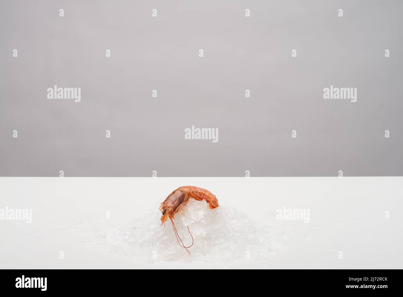 Single prawn on ice grey minimal background Stock Photo - Alamy