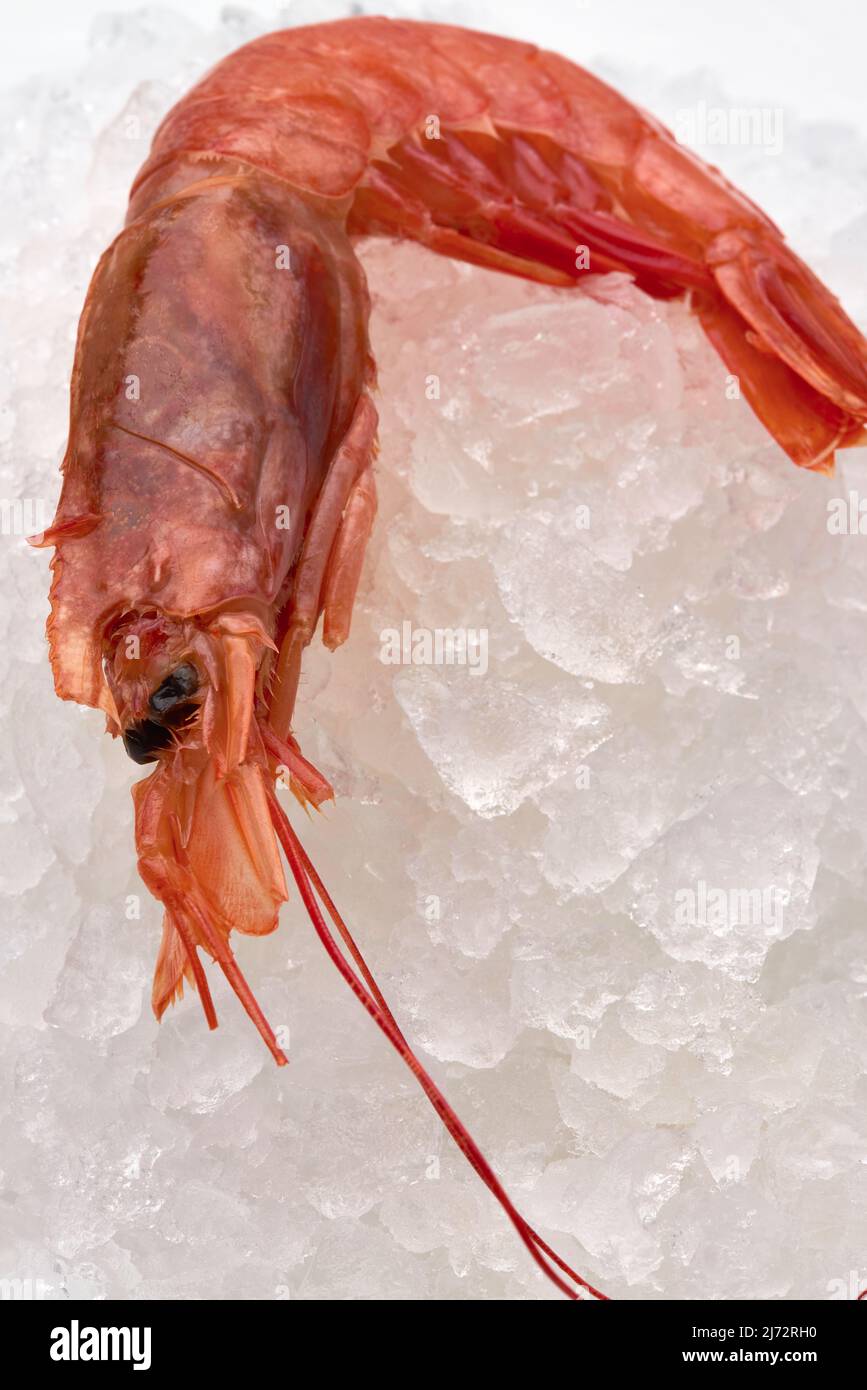 Prawn on ice hi-res stock photography and images - Alamy