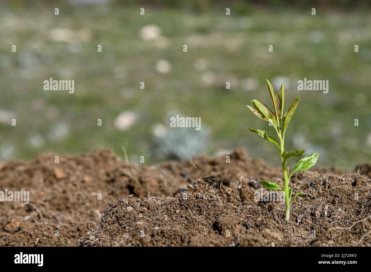 International Environment Day - Plant a tree Stock Photo - Alamy
