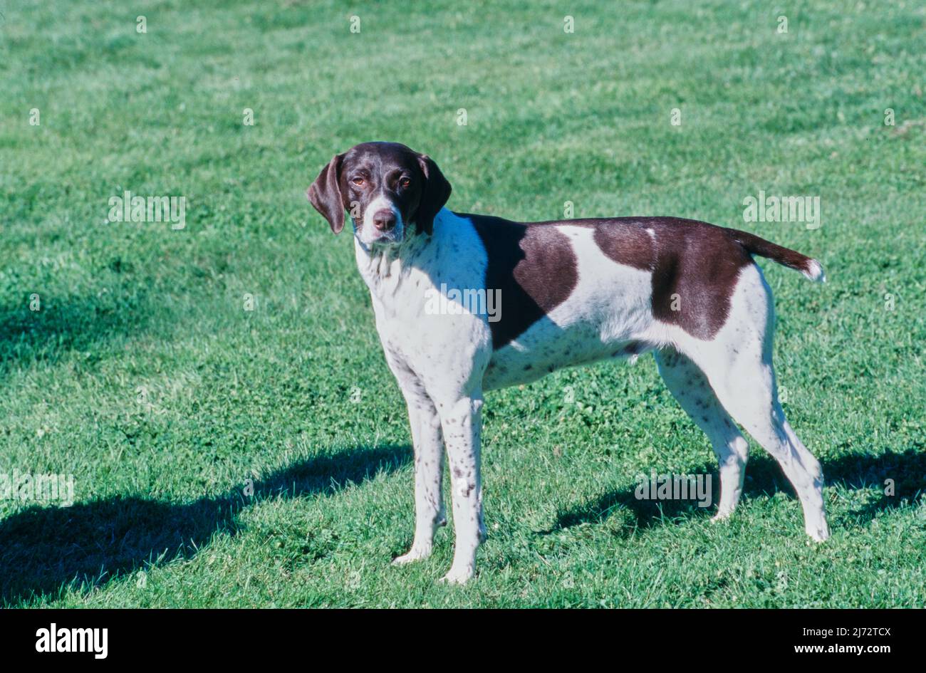 German Short Haired Pointer standing in grass Stock Photo - Alamy