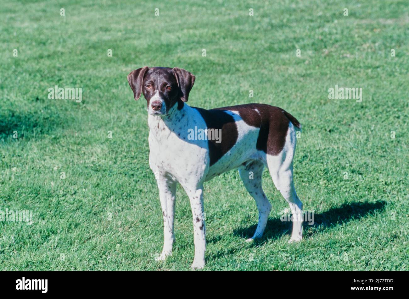 Standing pointer hi-res stock photography and images - Alamy