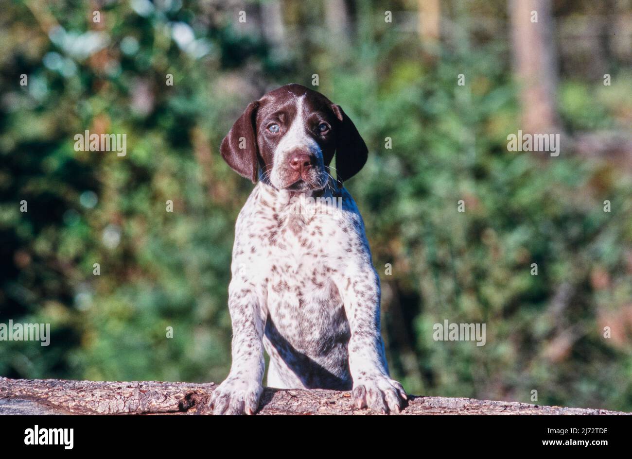 German Short Haired Pointer puppy raised up with front legs on tree ...