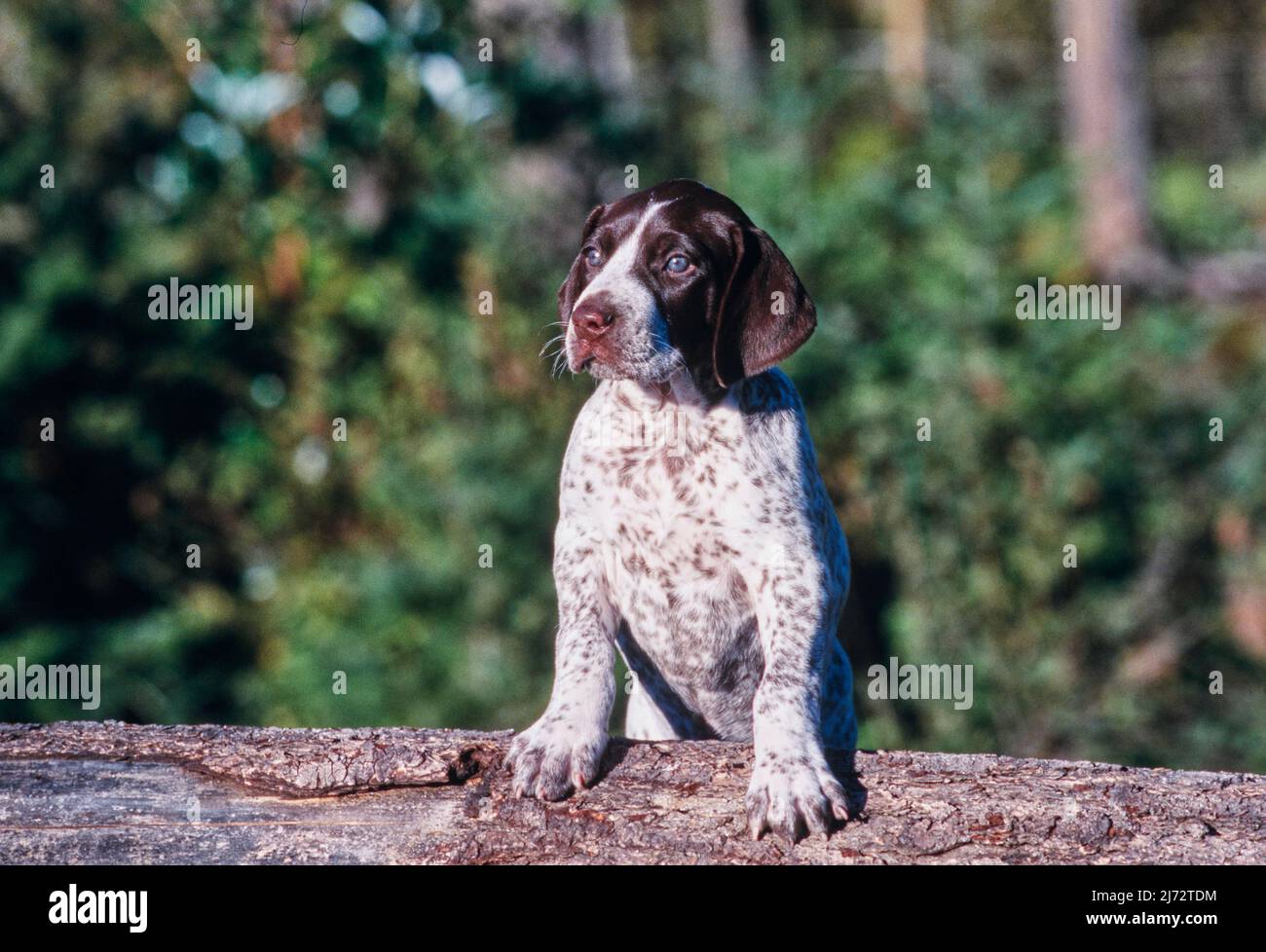 Are Old Danish Pointer Hypoallergenic