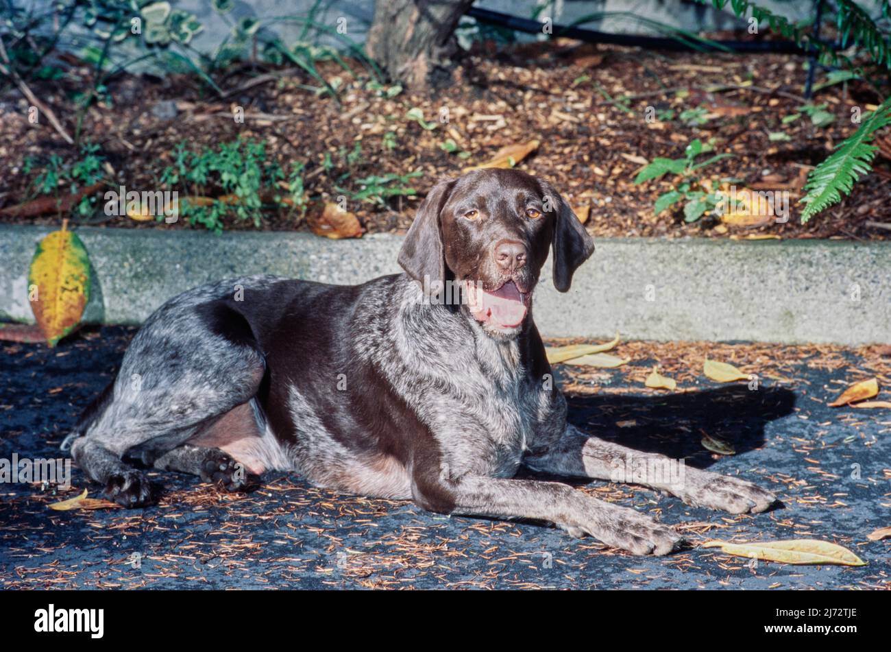 German Short Haired Pointer laying on pavement near house Stock Photo ...