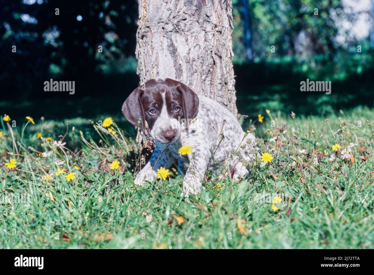 German shorthaired pointer flowers hi-res stock photography and images ...