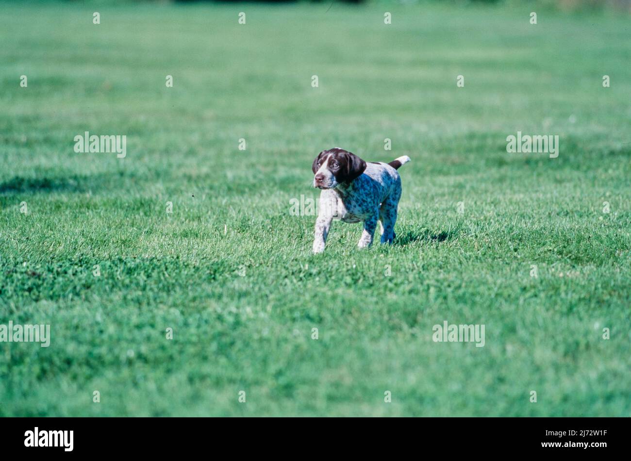 German Short Haired Pointer puppy running in grass Stock Photo - Alamy
