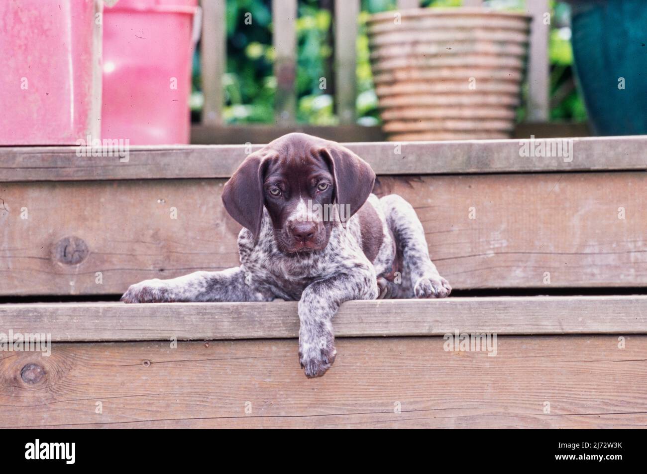 German Short Haired Pointer puppy laying outside on wooden deck steps ...