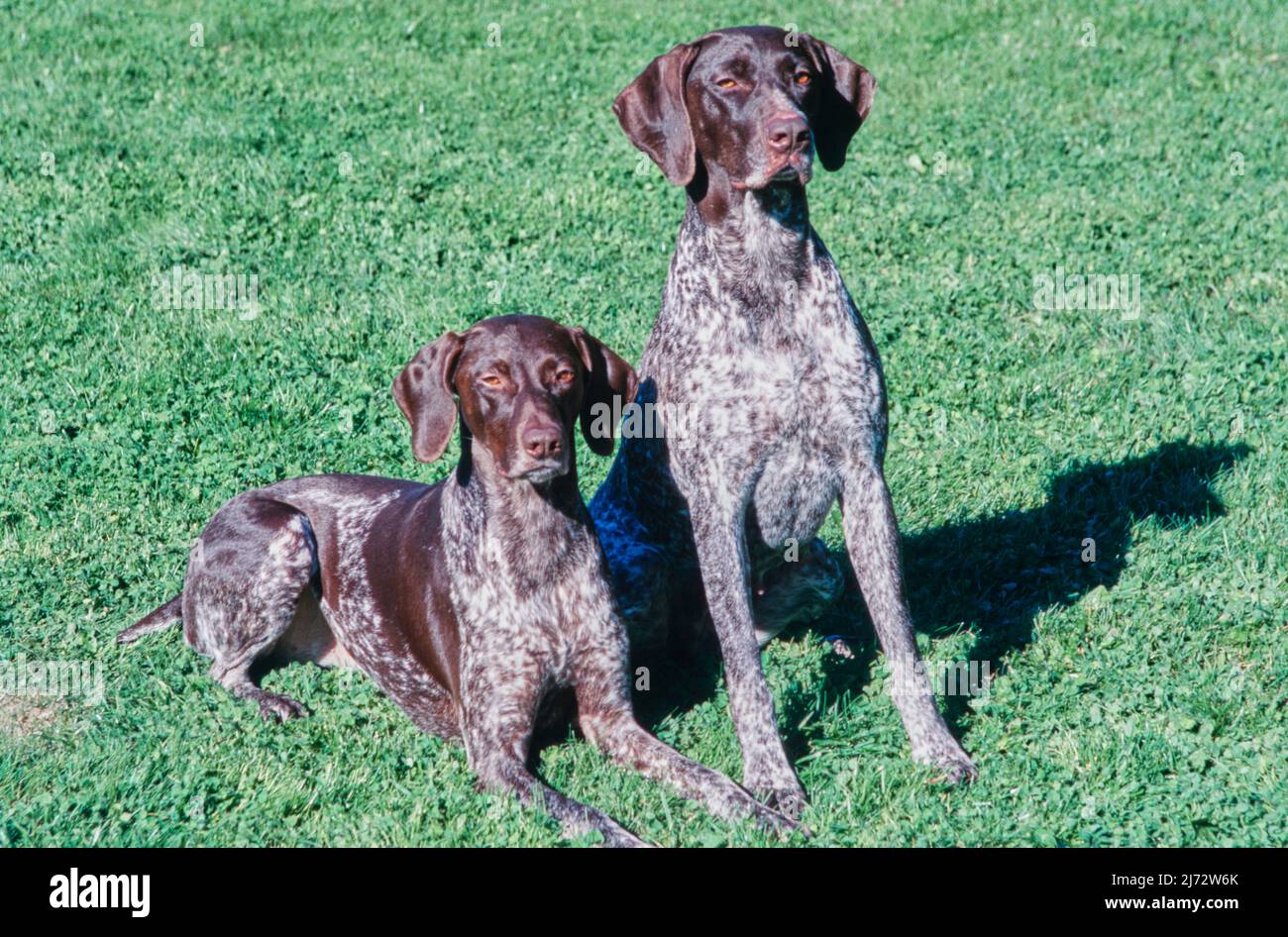 Two German Short Haired Pointers laying in grass Stock Photo - Alamy