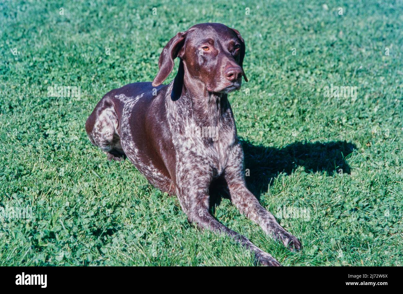 German shorthair pointers hi-res stock photography and images - Alamy