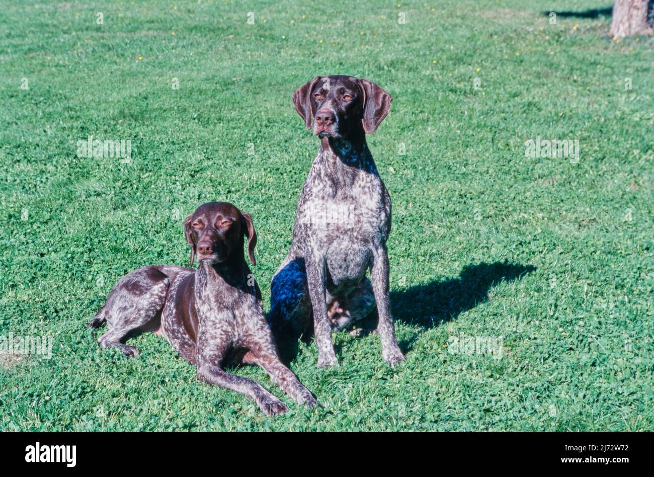 Two German Short Haired Pointers laying in grass Stock Photo - Alamy