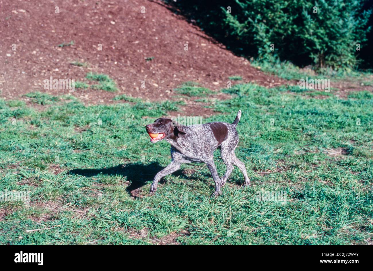 Short mouth hi-res stock photography and images - Alamy