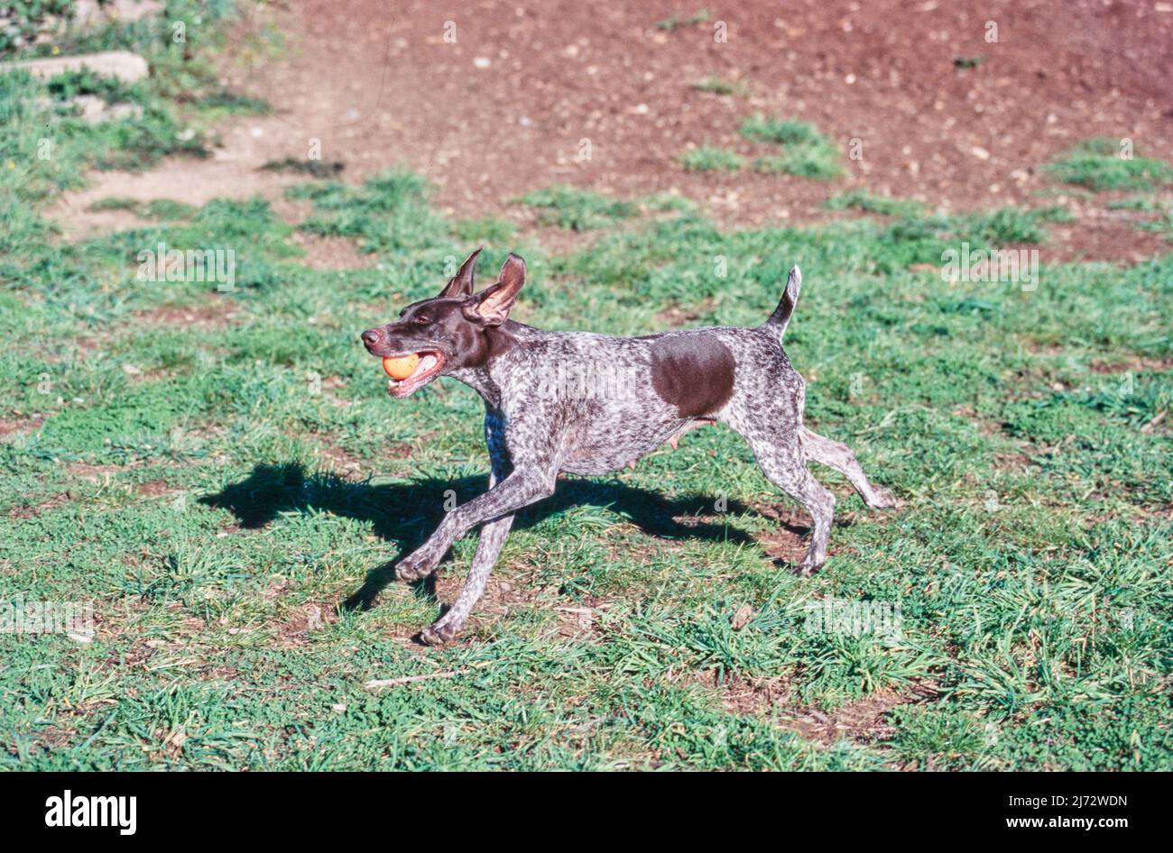 German Short Haired Pointer running outside in field with ball in mouth ...