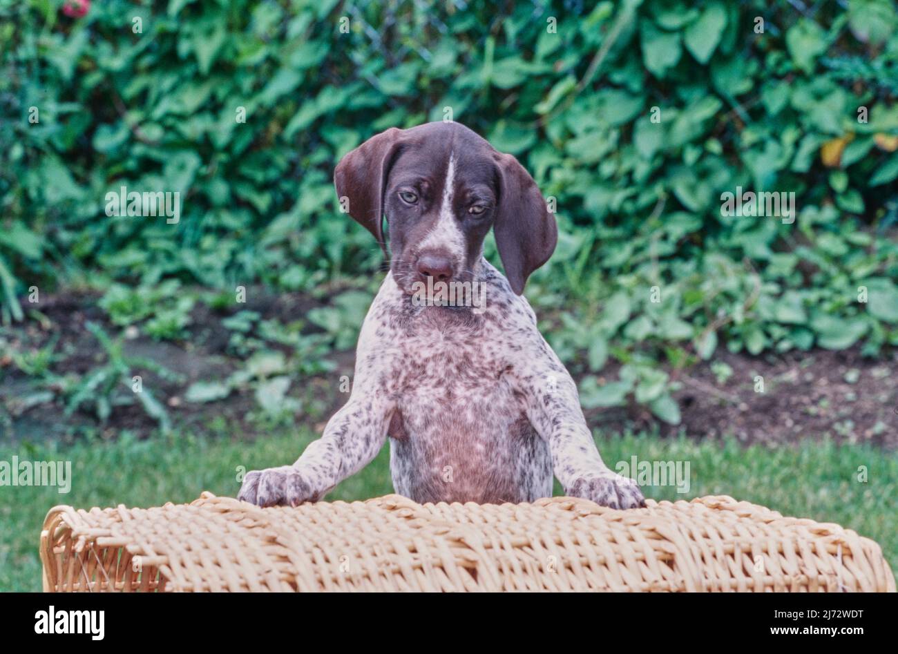 German Short Haired Pointer puppy outside in grass raised up with front ...