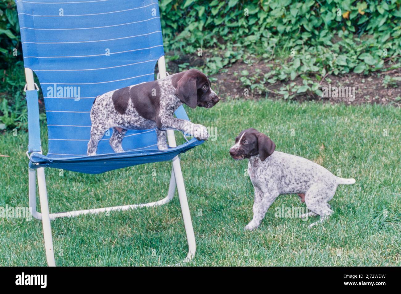 German Short Haired Pointer puppies outside, one in lawn chair, one on ...