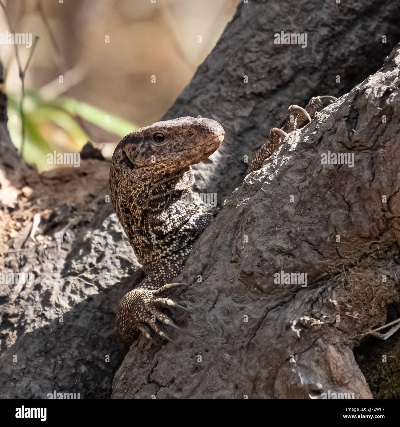 Bengal monitor, Varanus bengalensis, lizard hidden in a hole on a tree ...