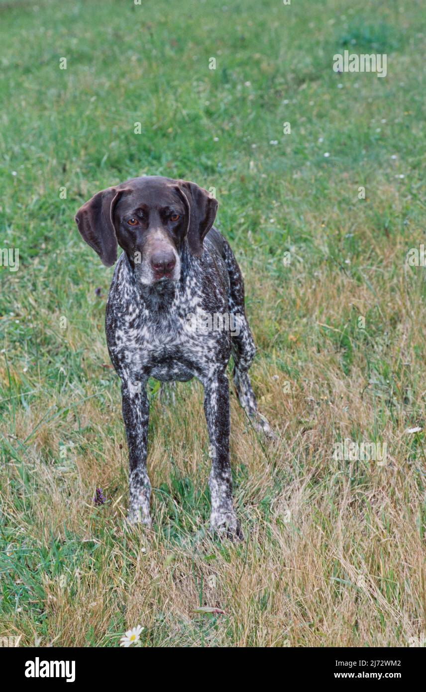 German Short Haired Pointer standing outside in field Stock Photo - Alamy
