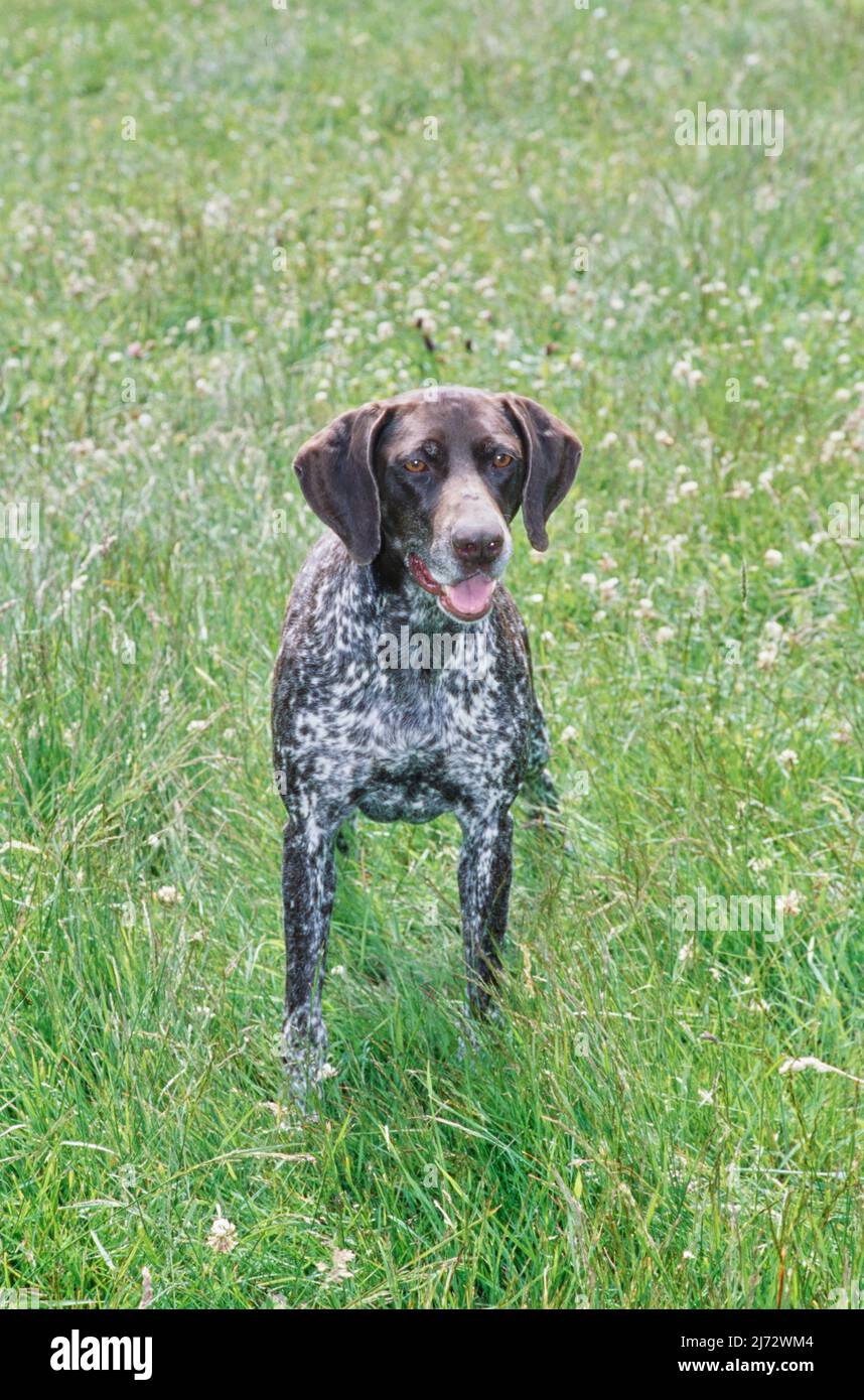 German Short Haired Pointer standing outside in field Stock Photo - Alamy