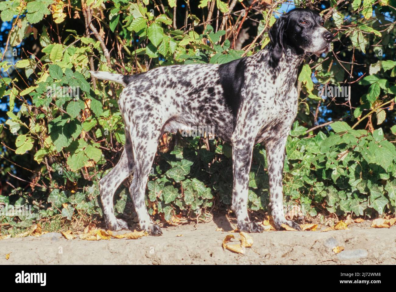 Surface standing hi-res stock photography and images - Alamy