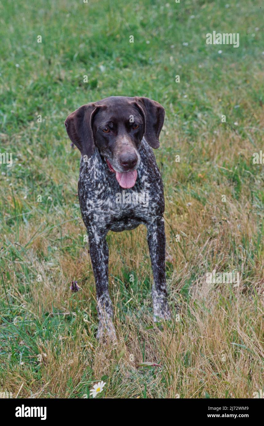 German Short Haired Pointer standing outside in field Stock Photo - Alamy