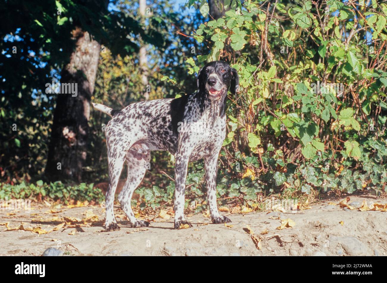 German Short Haired Pointer standing outside on rocky surface in front ...