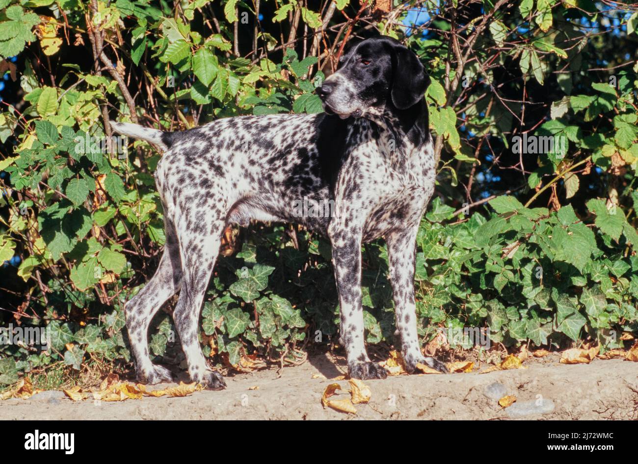 Surface standing hi-res stock photography and images - Alamy