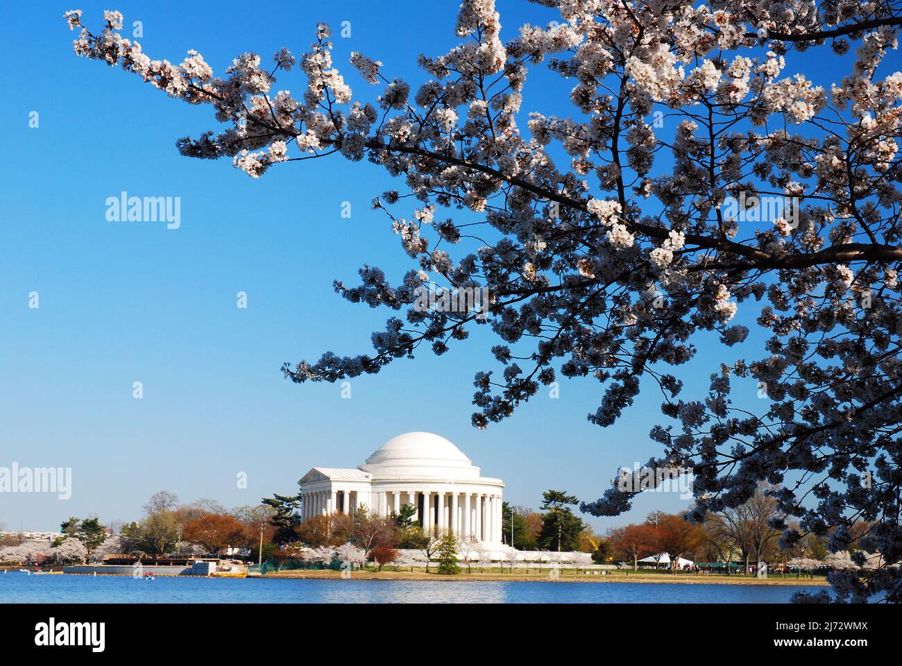A branch of a cherry tree frames the Jefferson Memorial in Washington ...