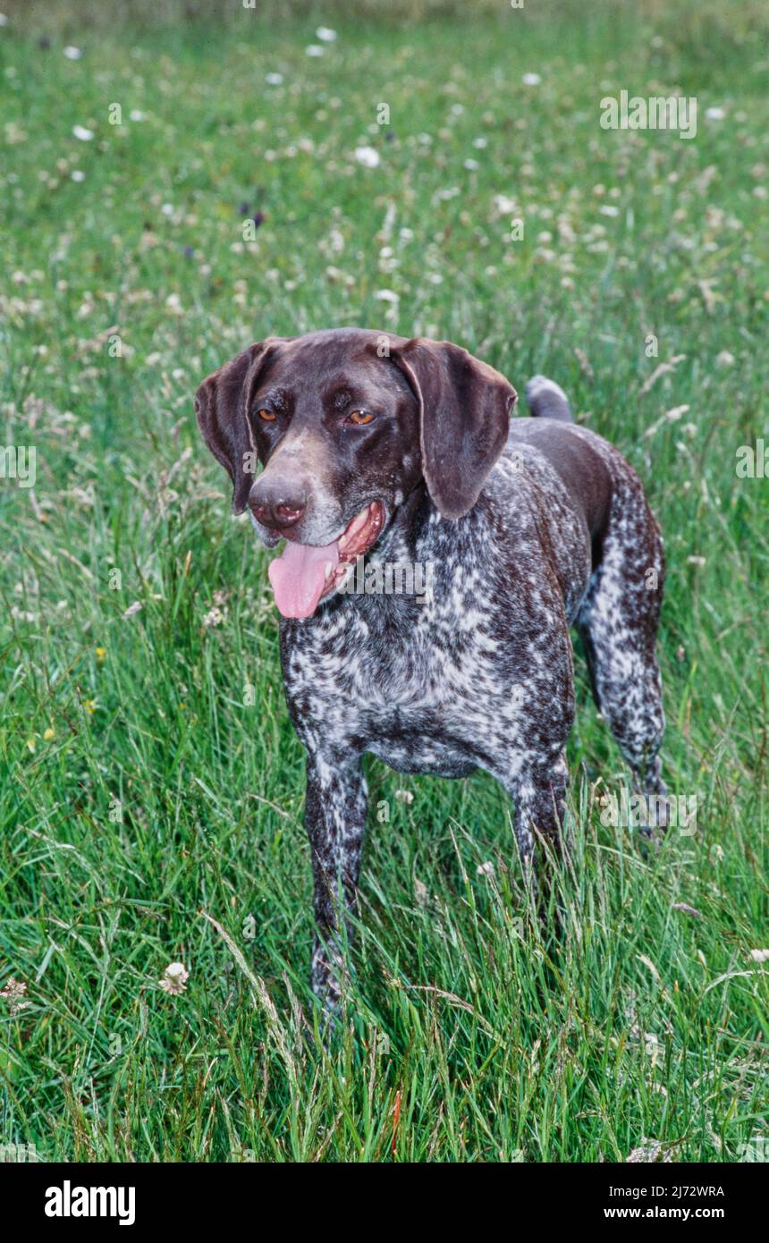 German Short Haired Pointer standing outside in field Stock Photo - Alamy