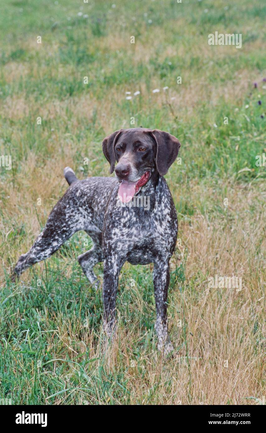 German shorthair pointers hi-res stock photography and images - Alamy