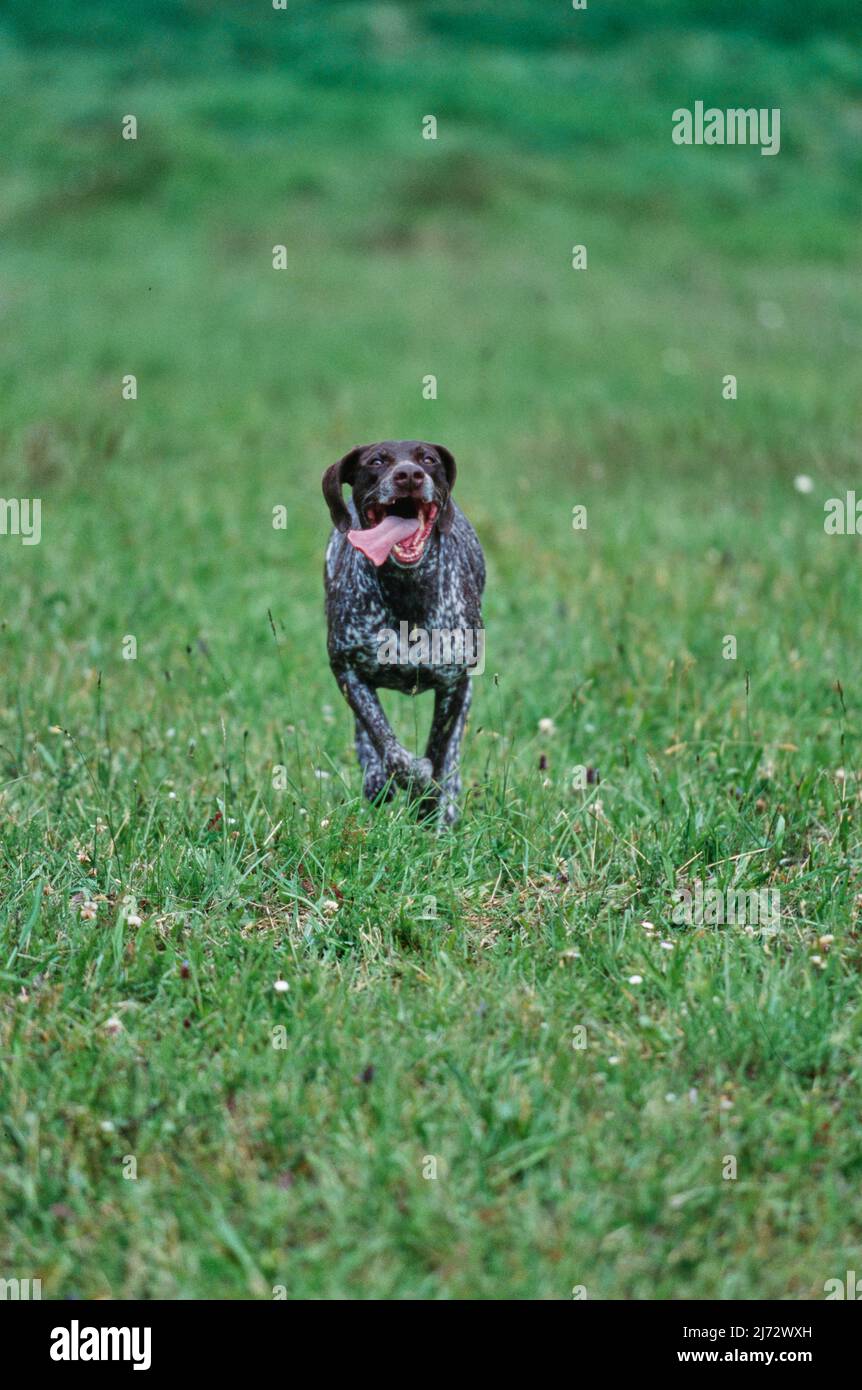 German Short Haired Pointer running outside in field Stock Photo - Alamy