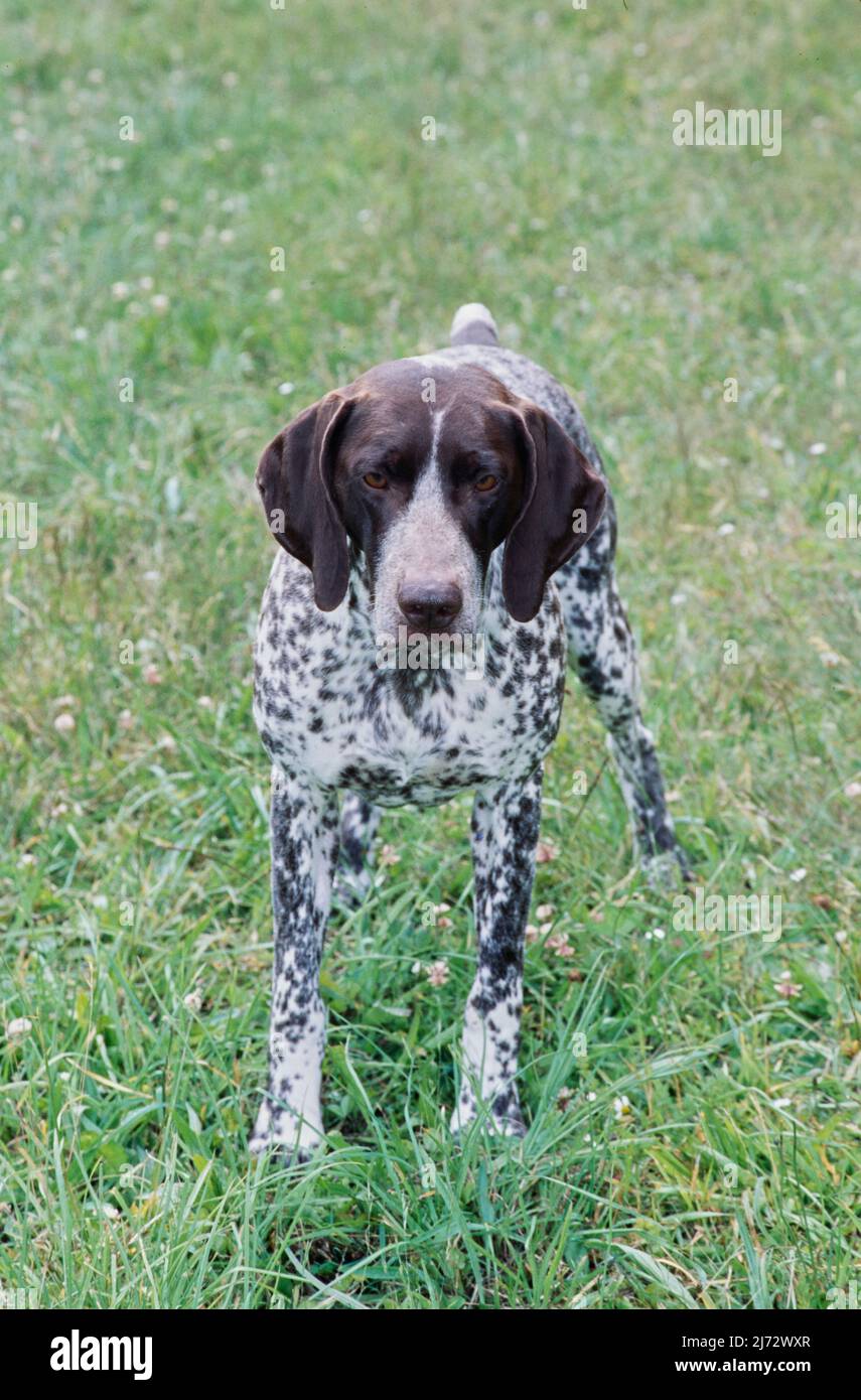 German Short Haired Pointer standing outside in field Stock Photo - Alamy