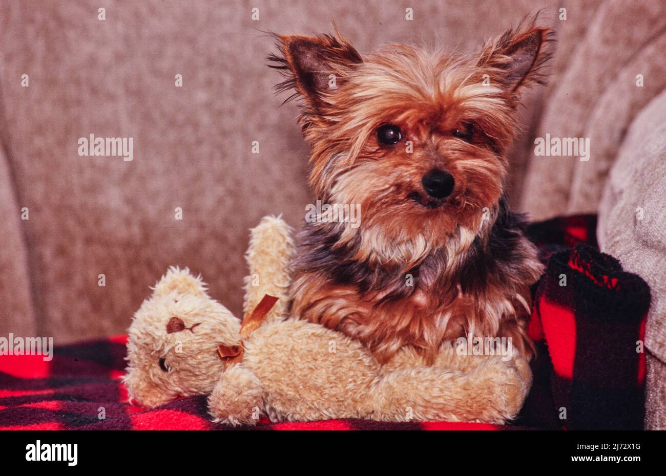 Yorkie with stuffed animal Stock Photo - Alamy