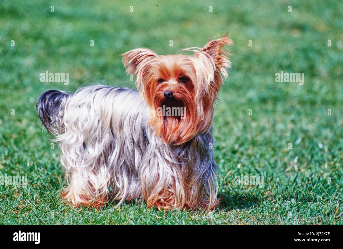 Yorkie sitting in grass Stock Photo - Alamy
