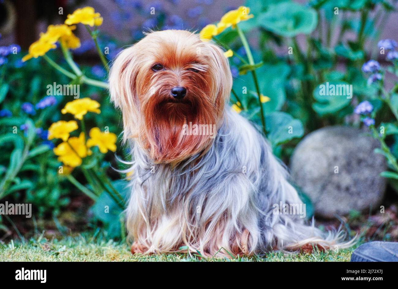 Yorkie in yard Stock Photo - Alamy
