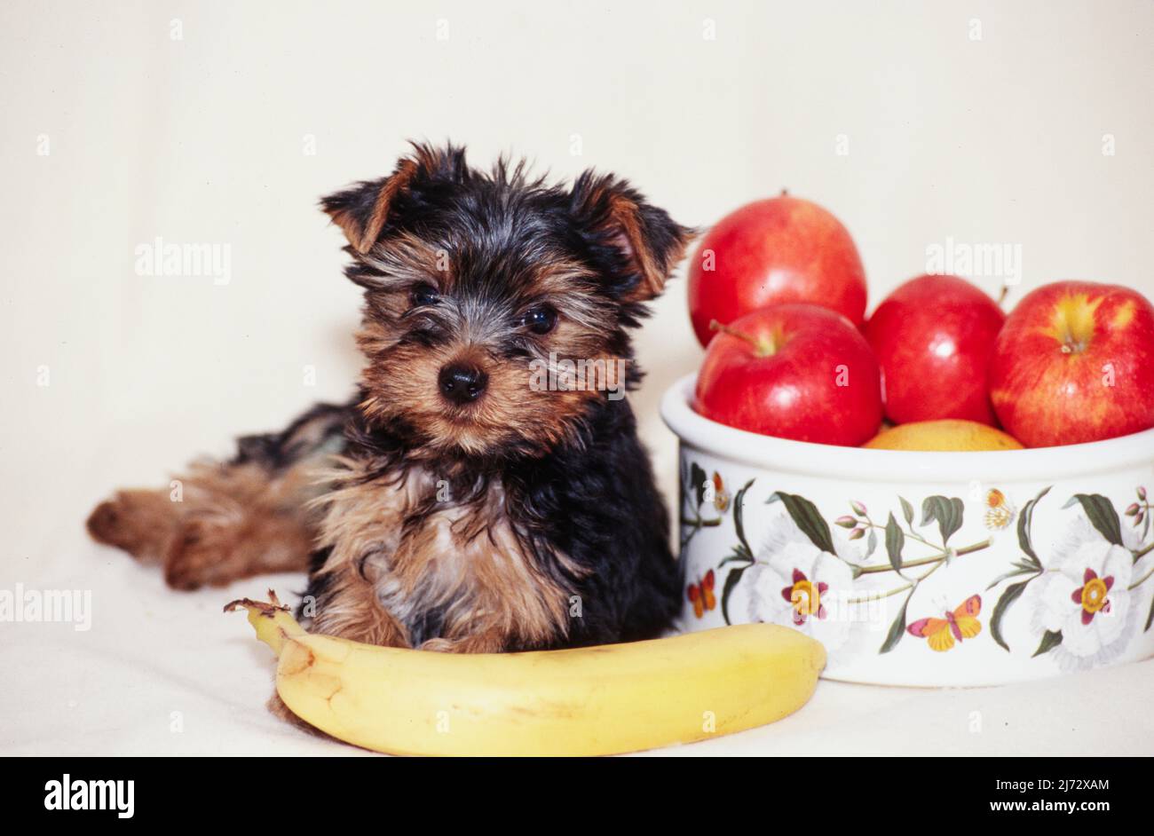 Can A Yorkie Eat Banana