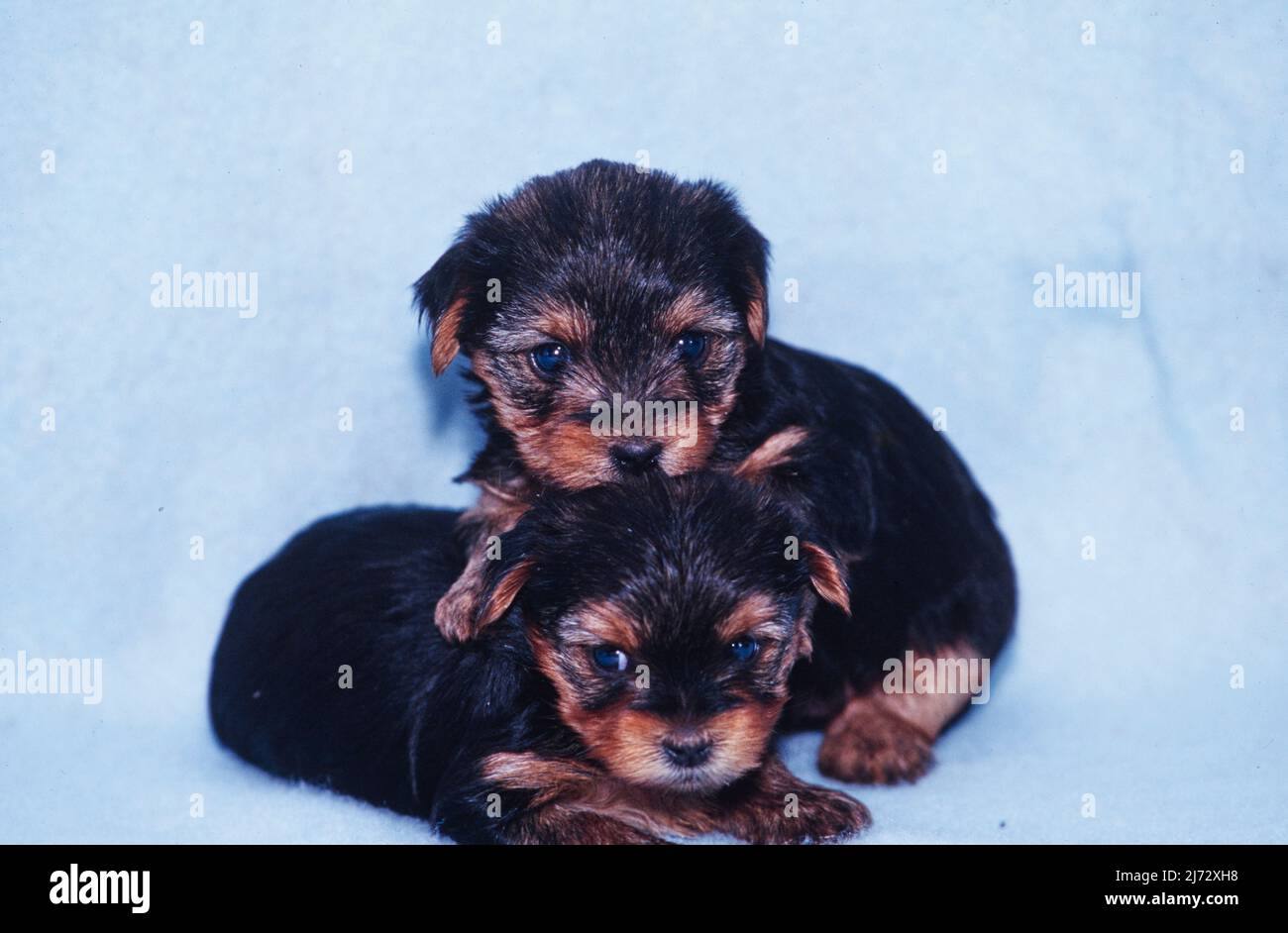 yorkie puppies on blue background Stock Photo - Alamy