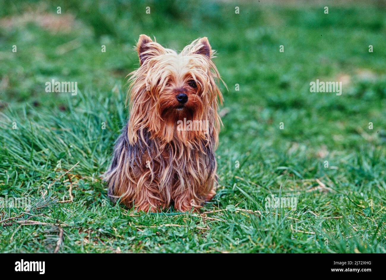 Yorkie in yard Stock Photo - Alamy