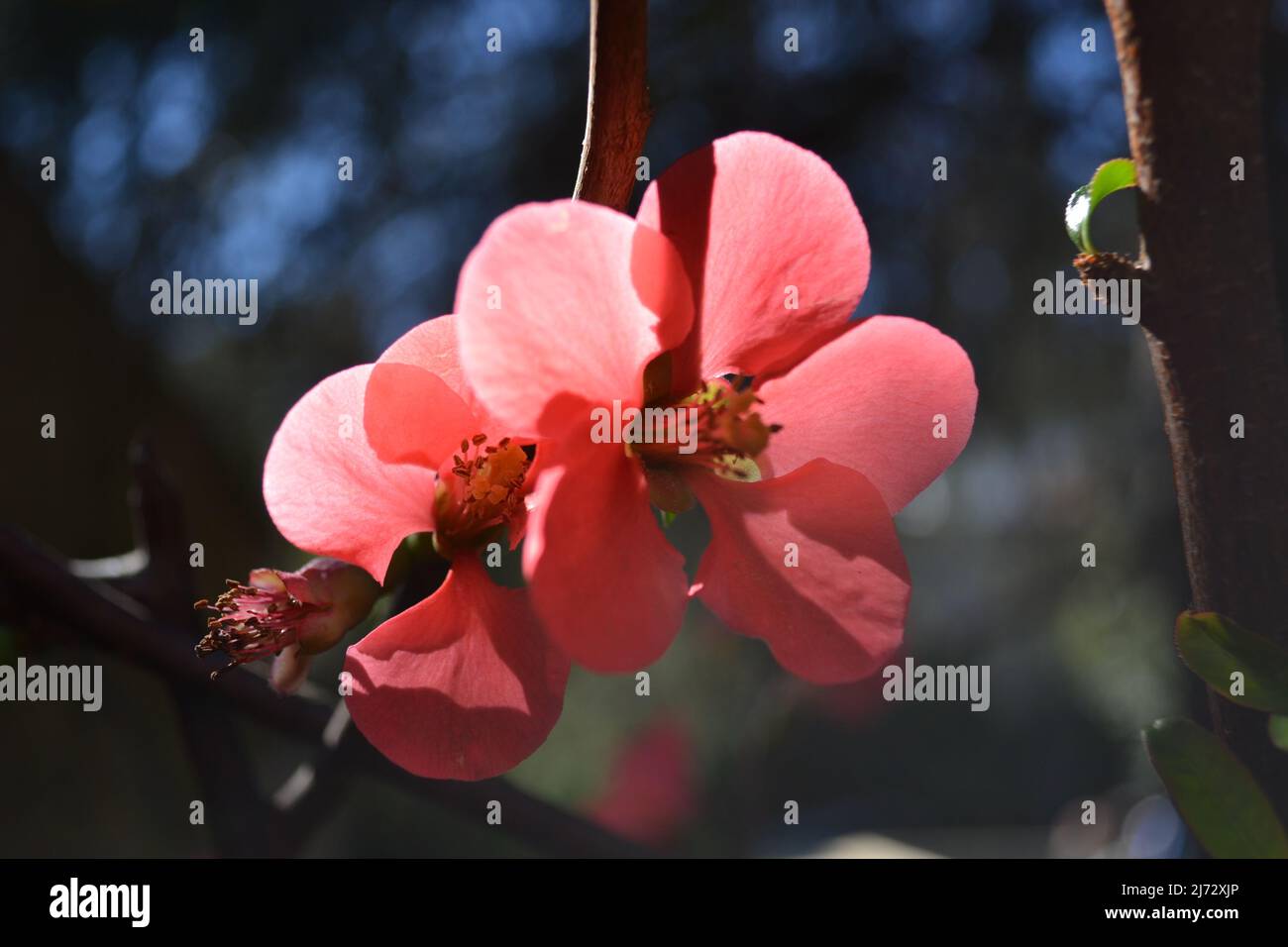 Flor de duraznero de jardin hi-res stock photography and images - Alamy