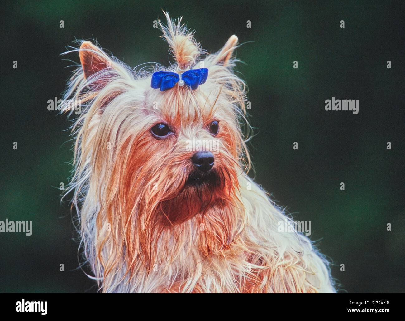 Yorkie with bow in hair Stock Photo - Alamy