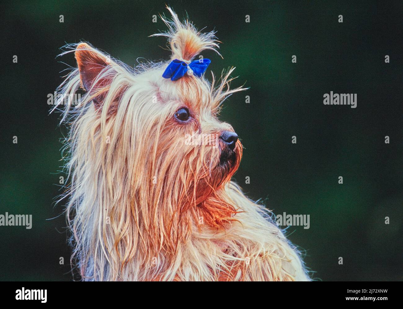 Yorkie with bow in hair Stock Photo - Alamy