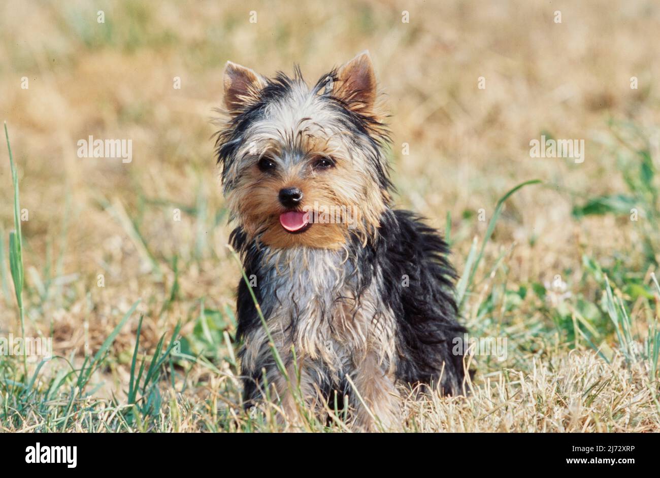 Yorkie in grass Stock Photo - Alamy