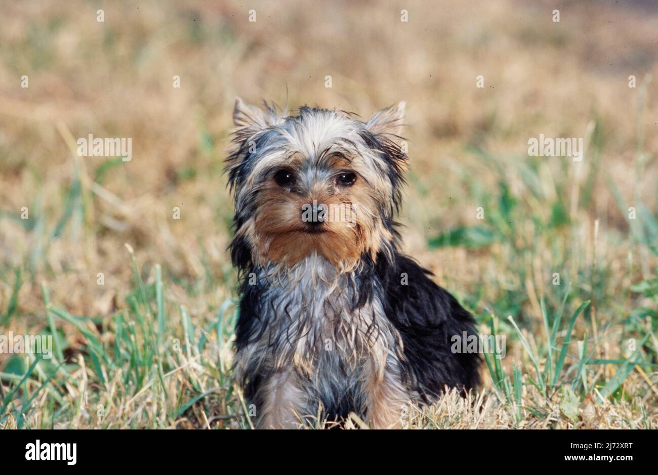 Yorkie in grass Stock Photo - Alamy